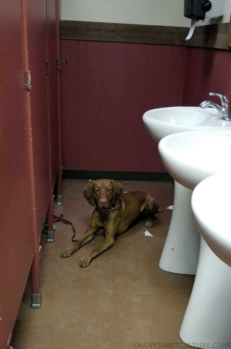 Dog-in-restroom - Crankshaft Culture